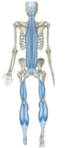 천층후면 근막경선 해부학(superficial back line), 백라인, 후면라인 : 네이버 블로그