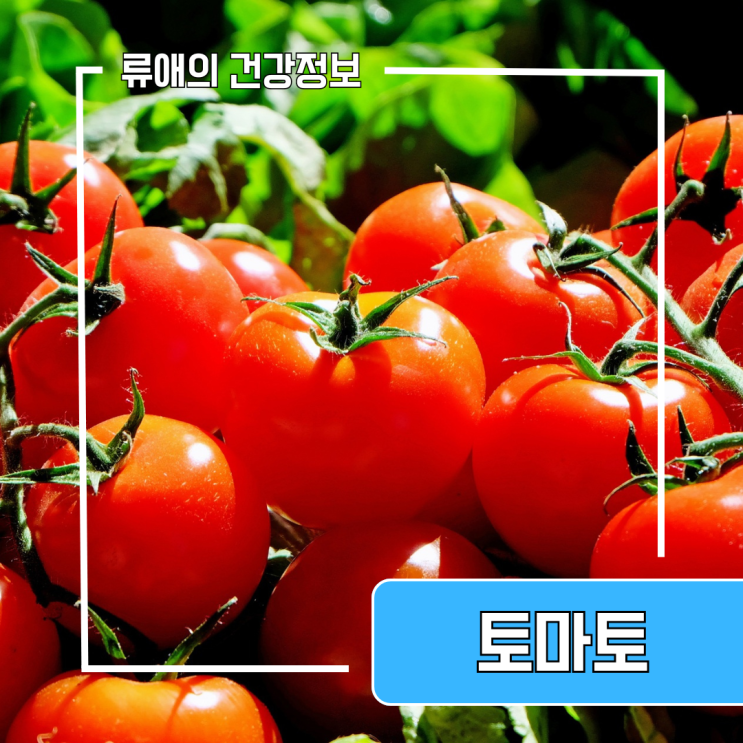 대추 방울토마토 효능 부작용 칼로리 다이어트 네이버 블로그