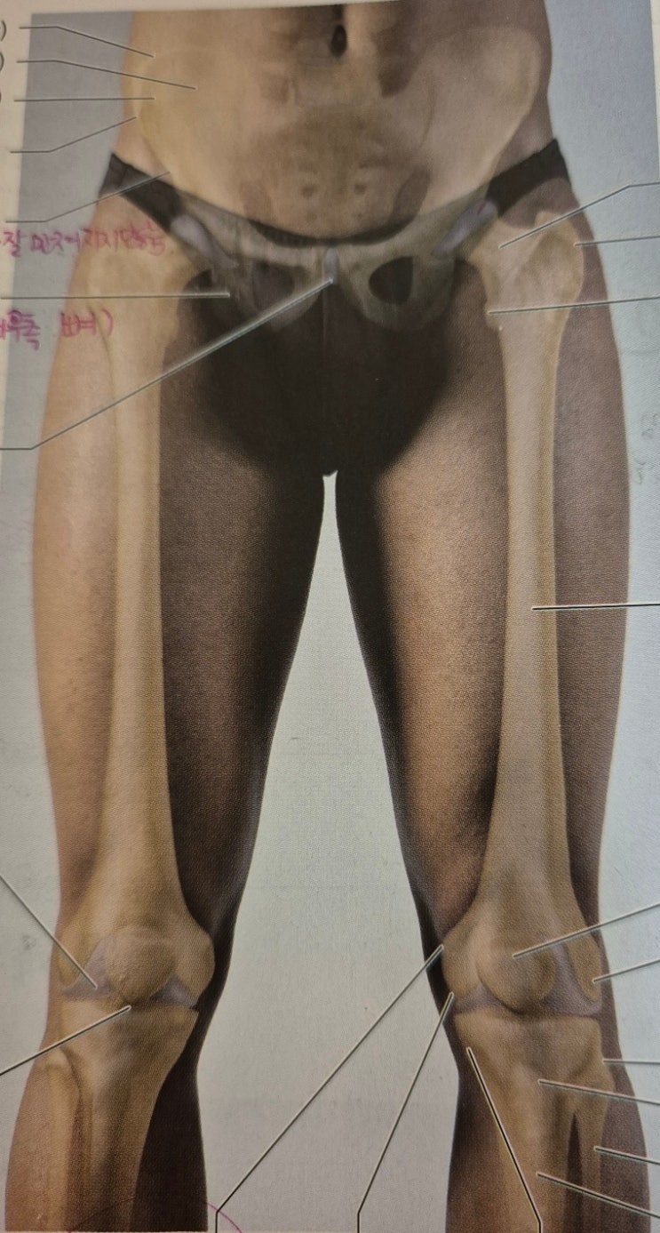 기능해부학 8장 골반 넙다리 무릎 1 뼈대 구조 깊은 근육 얕은 근육 안굽이밖굽이엉덩관절가동범위 무릎관절 가동범위