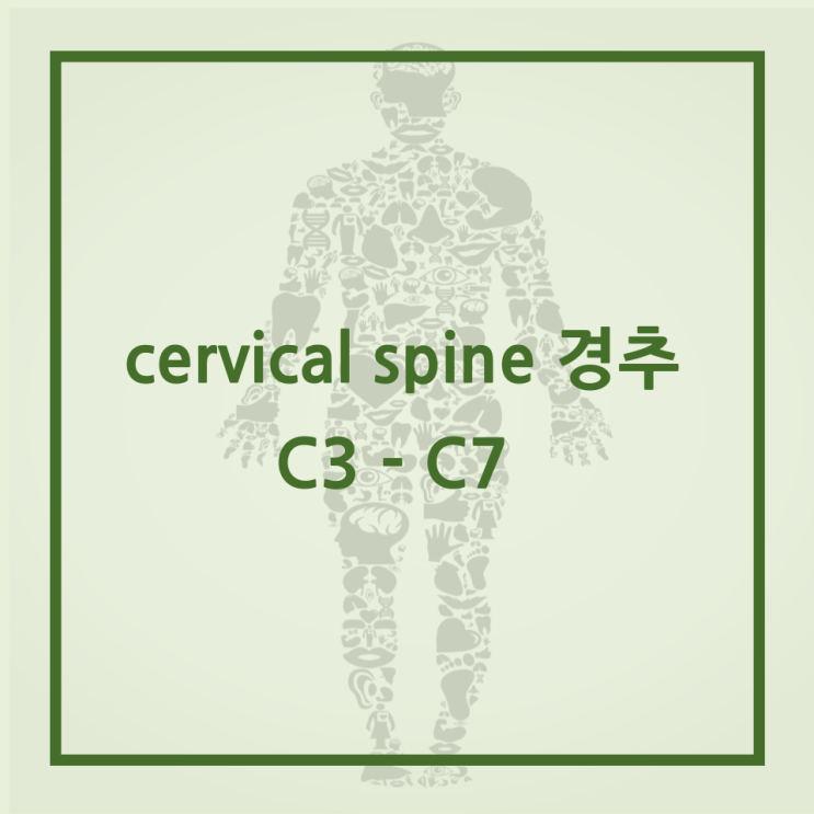 [골학] Cervical spine 경추 C3 - C7 : 네이버 블로그