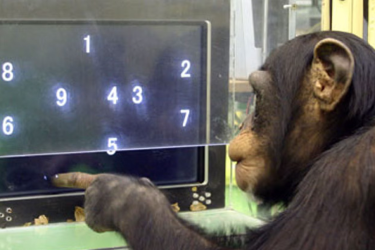 침팬지 테스트(Chimp Test) : 네이버 블로그