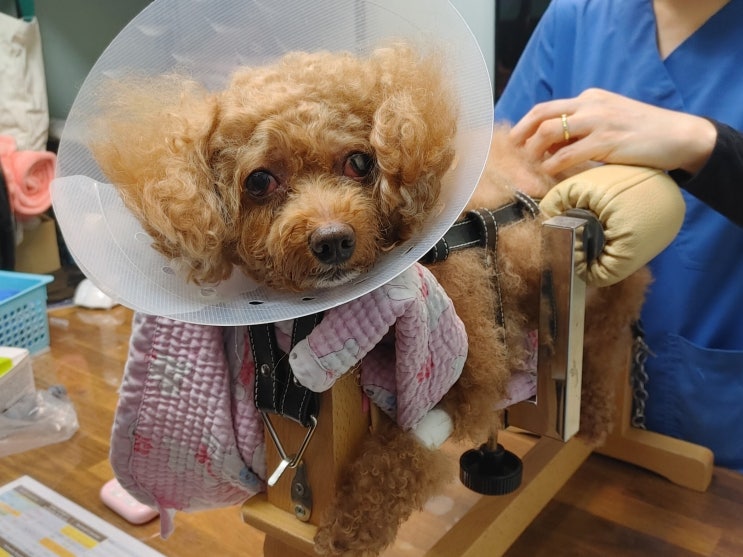 13살 푸들 강아지가 갑자기 못 걸어요 강아지 다리에 힘이 안 들어가는 이유 반려견 디스크 전기 침 치료 And 레이저 재활