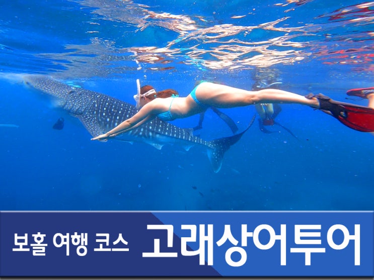 보홀 고래상어 투어 나팔링 정어리떼 스노클링 And 히낙다난 동굴수영 몽키 톨 호핑 네이버 블로그
