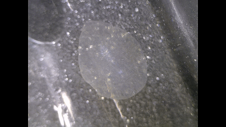 Polycladida sp. (flatworm,, larval stage ) 납작벌레-류의 라바 스테이지 : 네이버 블로그