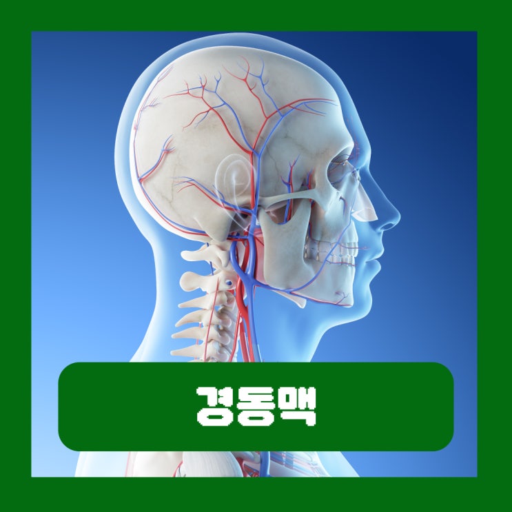 경동맥 초음파 검사 수치 목 혈관 혈전에 의한 협착증 증상 치료 네이버 블로그