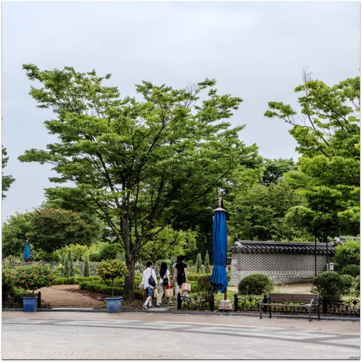 한국 관광 100선 대전 가볼 만한 곳 한밭수목원 꽃구경 7월 8월 여행지 아이와 갈만한 곳 어린이 물놀이장 대전 여행