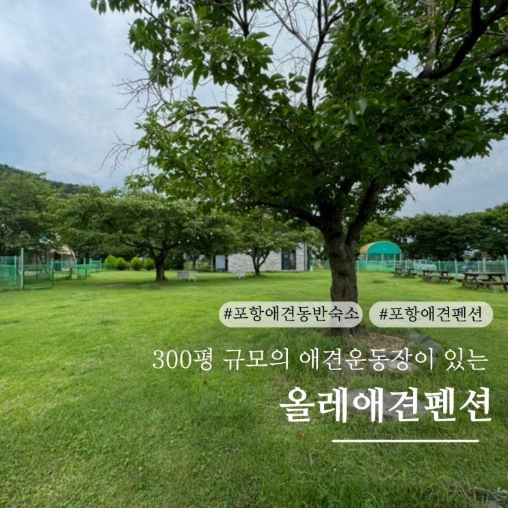 포항애견동반숙소 올레애견펜션 글램핑 애견운동장 월포해수욕장인근 네이버 블로그