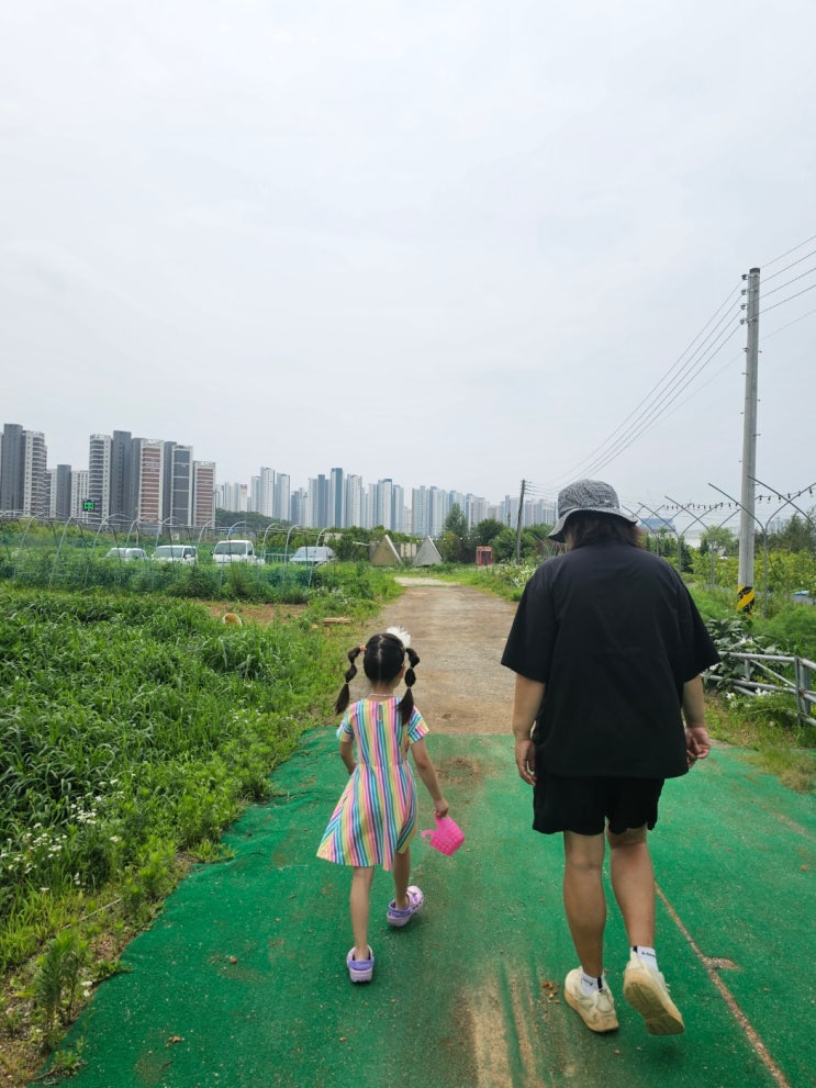 파주체험농장 파주 아이랑 풀패키지 여름방학 놀만한 곳 애플샤인농원 네이버 블로그