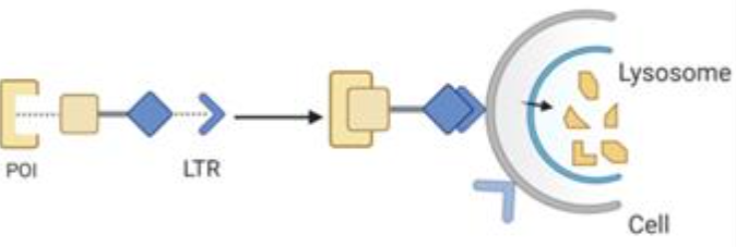 TPD(2) AUTOTAC과 LYTAC : 리소좀의 힘 : 네이버 블로그