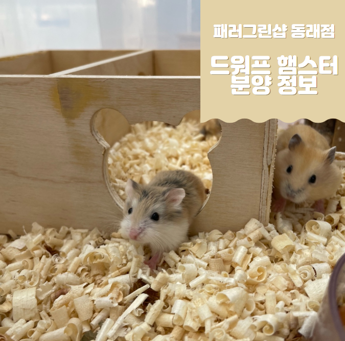 부산 패러그린샵 동래점 로보로브스키 드워프 햄스터 분양합니다 네이버 블로그