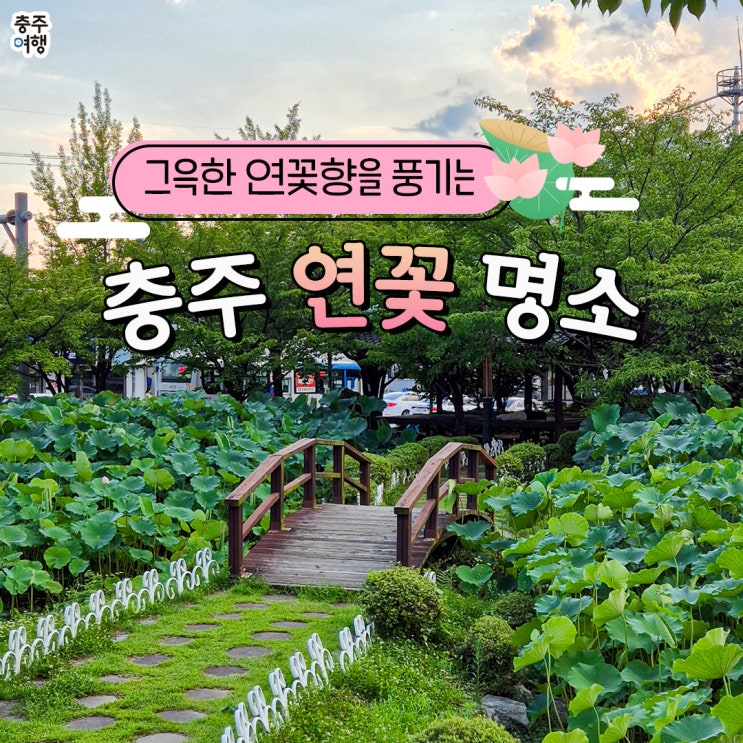 충주 연꽃 명소 국원고 연꽃공원⛲강아지와 산책하기 좋은곳! : 네이버 블로그