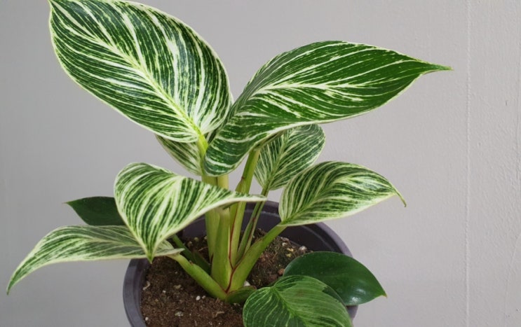 여름에 키우기 쉬운 식물 필로덴드론 버킨 무늬콩고 식물기르기 How To Grow Philodendron Birkin 네이버 블로그