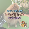 강아지백내장 초기증상및 확인법과 예방팁3가지 네이버 블로그