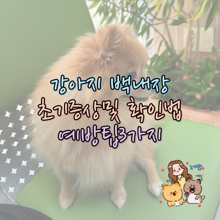 강아지백내장 초기증상및 확인법과 예방팁3가지 네이버 블로그