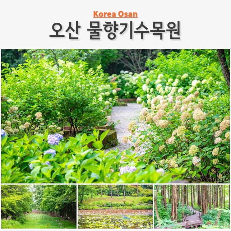 경기도 오산 물향기 수목원 수국 능소화 메타세콰이어 7월 가볼만한곳 네이버 블로그