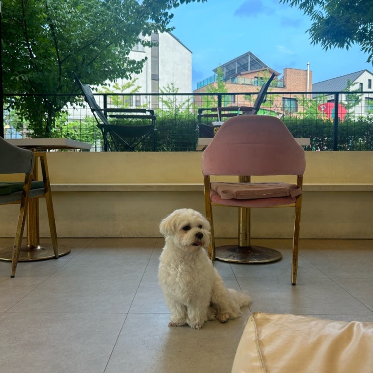 [동탄 카페] 화성 영천동 귀여운 강아지들을 위한 애견카페 ‘하이디펫 : 네이버 블로그