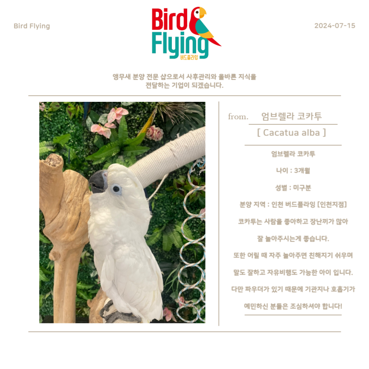 앵무새 분양 엄브렐라 코카투 앵무새 분양 강아지 같은 앵무새 분양 앵무새 분양 카페 서울 노원 의정부 서울 노원 앵무새