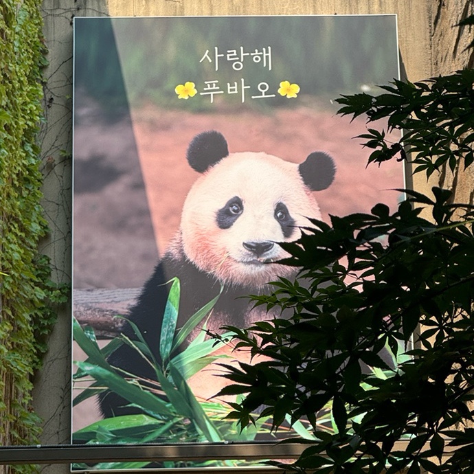 용인에버랜드 판다월드 후기 스마트줄서기 예약대기줄 유모차 푸바오 인형 굿즈 네이버 블로그