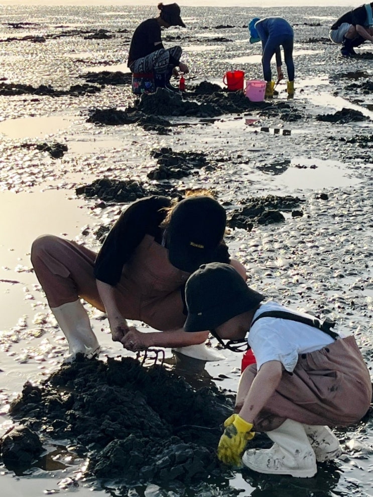 태안 진산리어촌계로 다녀온 갯벌체험 맛조개잡기 후기 물때보는법준비물팁 네이버 블로그