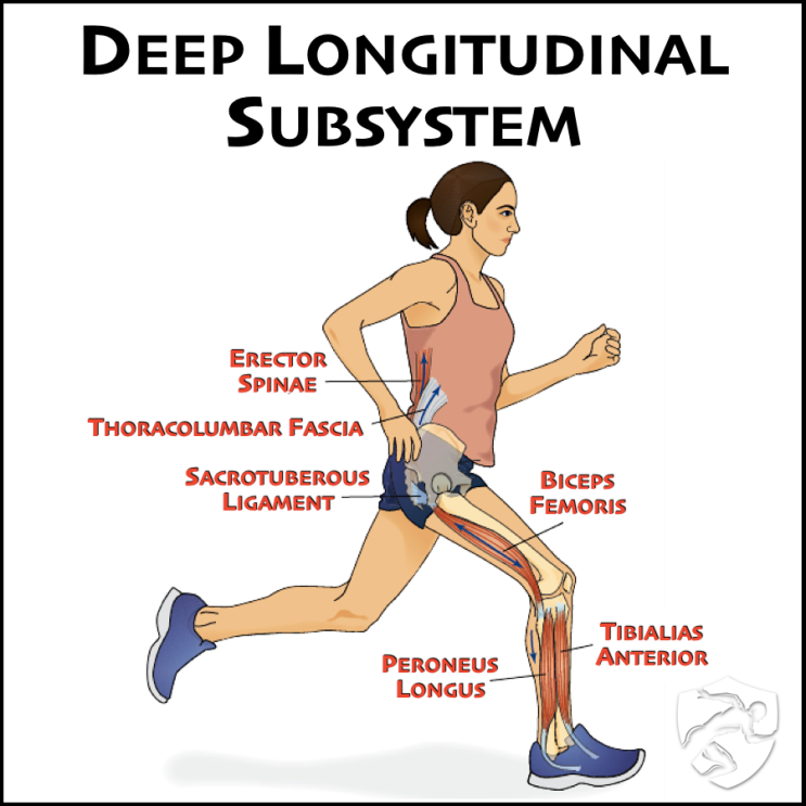 DLS : Deep Longitudinal subsystem : 깊은 세로 보조 시스템 : 네이버 블로그