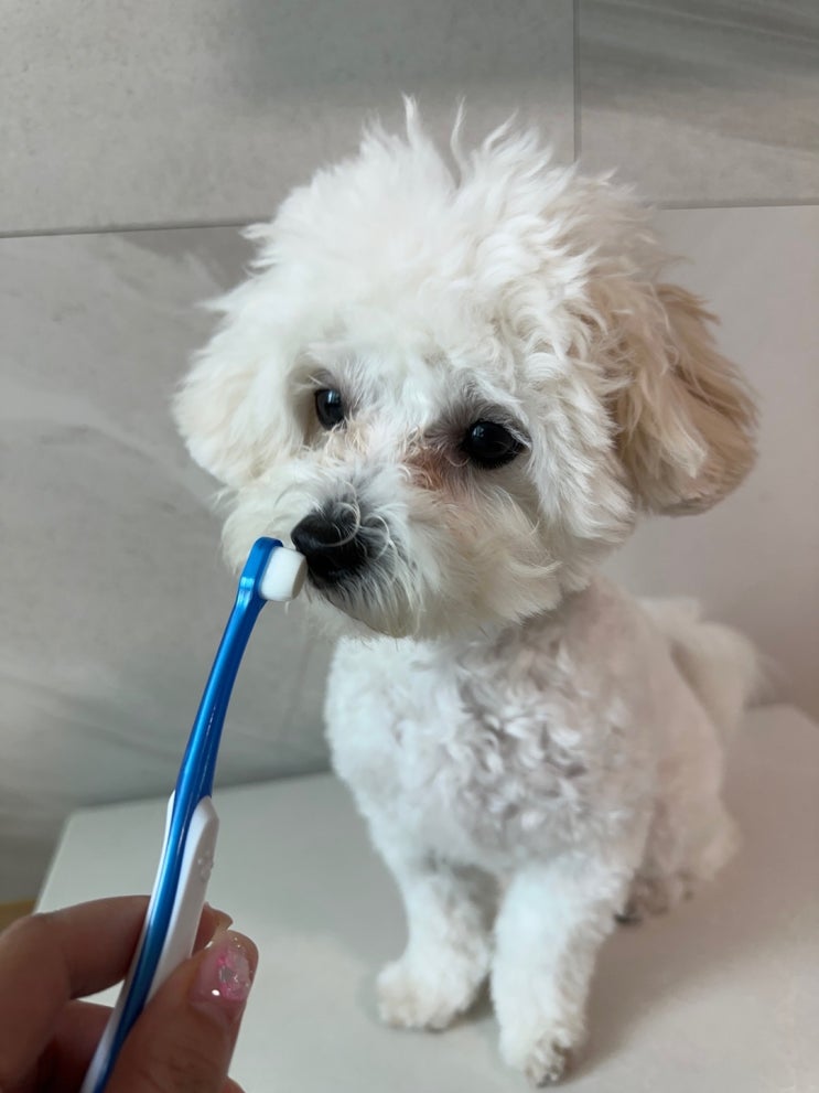 강아지양치 정글몬스터 덴티소프트 극세사모칫솔로 우리아이 입냄새 잡기 네이버 블로그