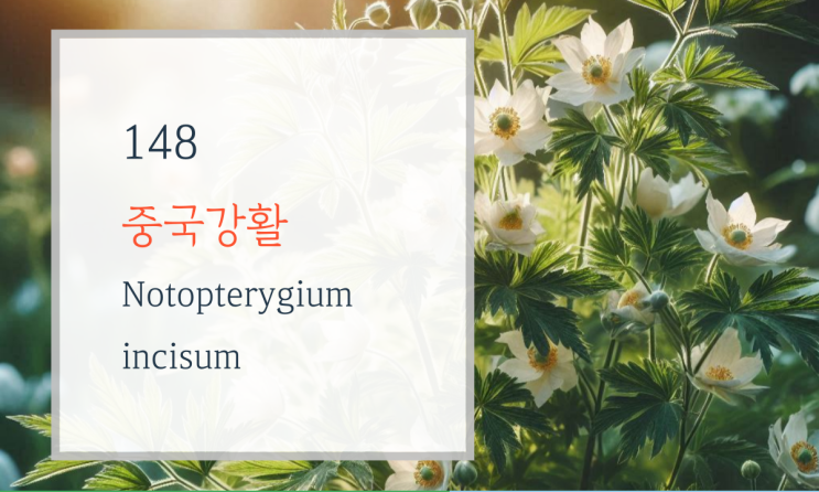 148 중국강활, 강활 (Notopterygium incisum), 현대한의학으로 이해하기! (2024.07.21. 수정 ...