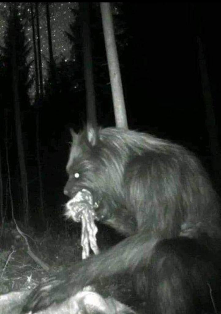 Dogman: 아이들은 결코 기회를 잡지 못했습니다. : 네이버 블로그