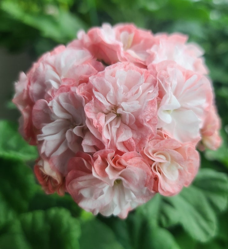 yuz분홍달 : 네이버 블로그