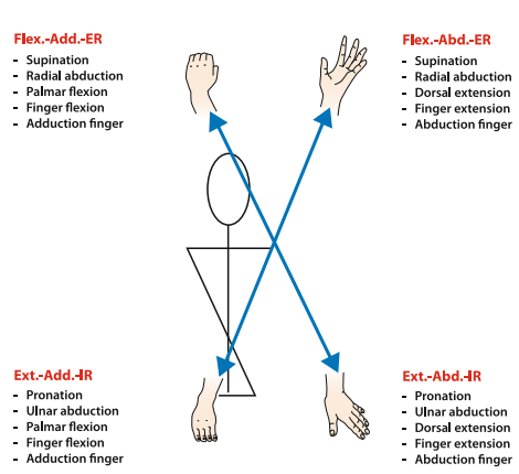 PNF PATTERN 분석 3. Upper extremity patterns (7번째 패턴~ 12번째 패턴) : 네이버 블로그