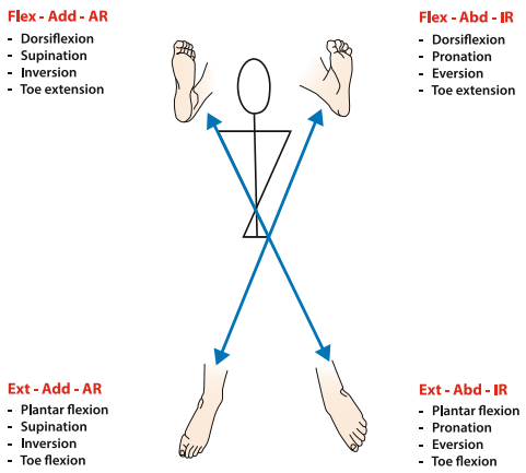 PNF PATTERN 분석 3. Lower extremity patterns(1번째 ~ 6번째 패턴) : 네이버 블로그