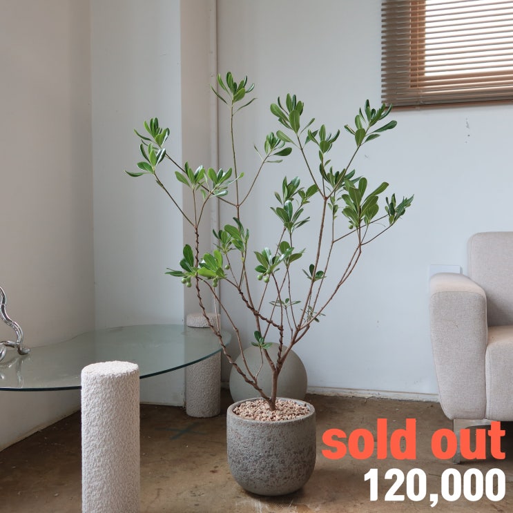 만리향 : 네이버 블로그