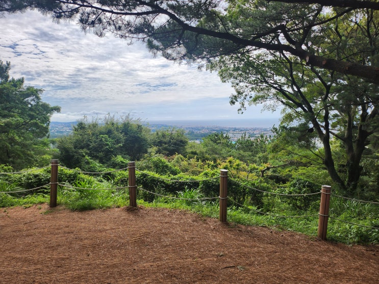 제주 한라수목원길야시장 및 한라수목원 광이오름 제주시 근처 가볼만한곳 : 네이버 블로그