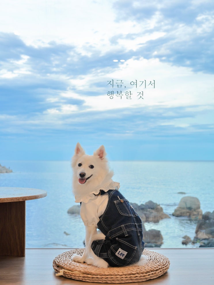 강원도동해양양 애견 동반 숙소 바다뷰가 끝내주는 바다빛 무지개 펜션 203호 2박 3일 네이버 블로그