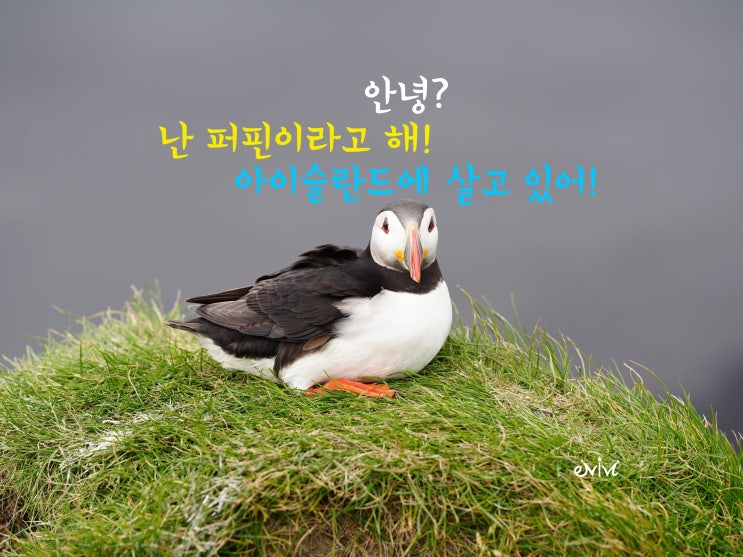 퍼핀이라는 새를 아시나요 북유럽 아이슬란드 자유여행 여름시기 적기 퍼핀투어 추천리스트 3 네이버 블로그