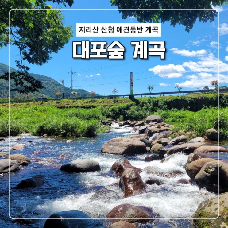 [지리산 산청계곡] 대포숲캠핑장 옆 애견동반계곡 물놀이 : 네이버 블로그