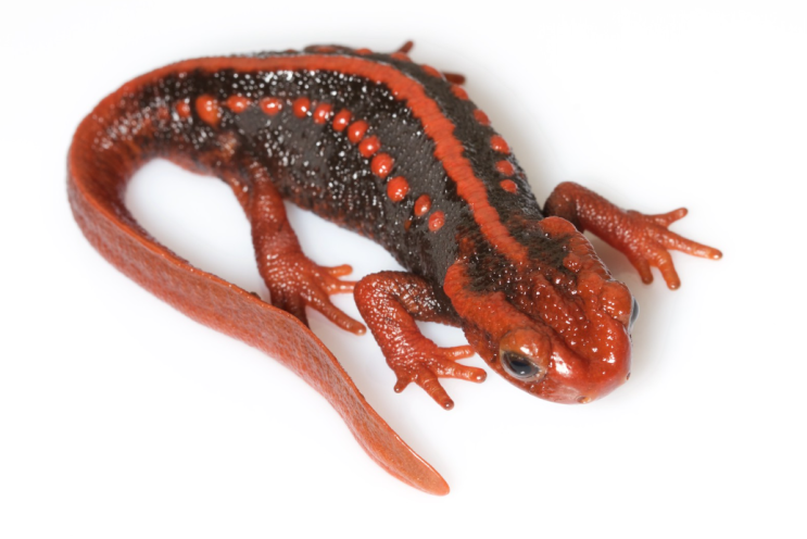 엠페러 뉴트 (Emperor newt) : 네이버 블로그