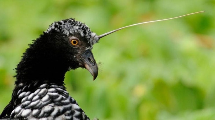 뿔 달린 유니콘 새 '뿔스크리머(Horned Screamer)' : 네이버 블로그