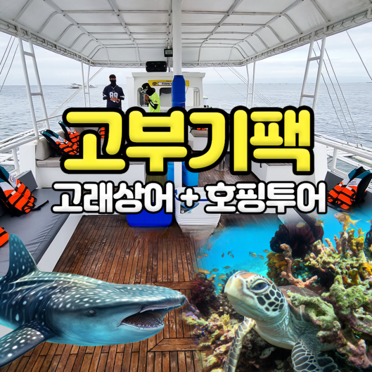 필리핀 보홀 자유여행 준비4 발리카삭 호핑투어 예약 고래상어 스노쿨링 보홀션 고부기팩 단독 호핑