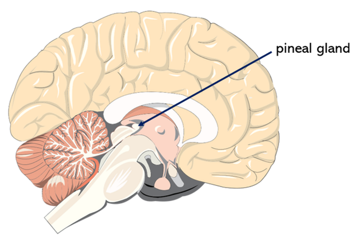 내분비기관 endocrine system - 솔방울샘 pineal gland, 갑상샘 thyroid gland, 부갑상샘 ...