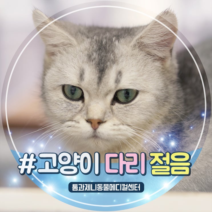 고양이 다리 절음 원인과 대처법 우리 냥이 왜 절뚝거릴까? : 네이버 블로그