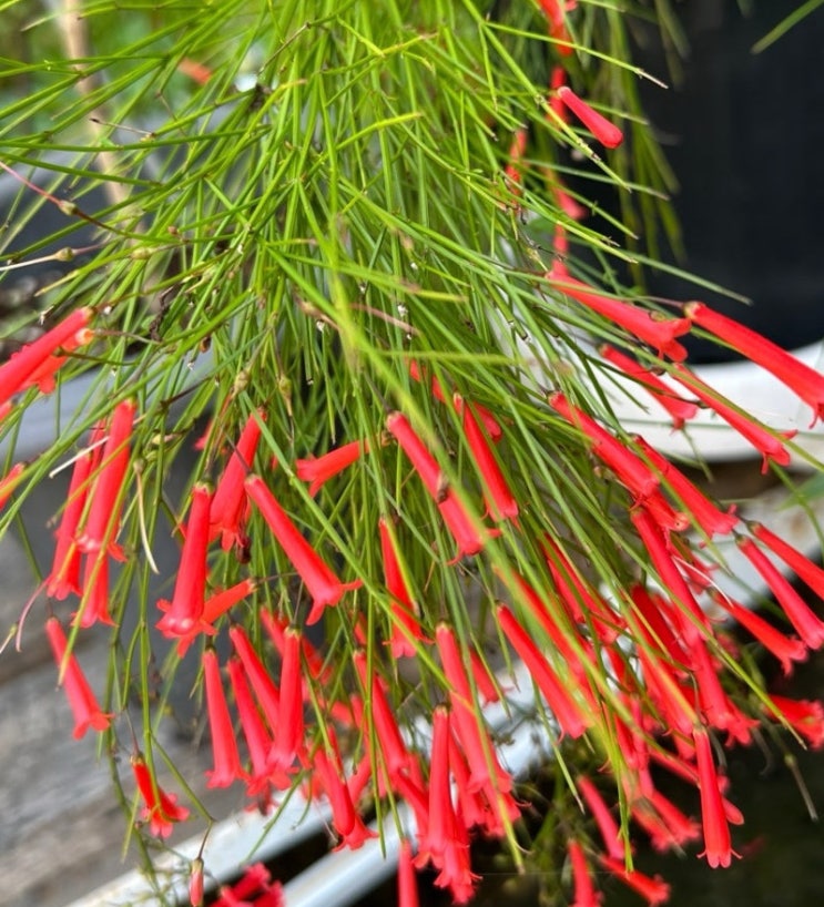 Russelia 루셀리아 firecracker 폭죽초 : 네이버 블로그