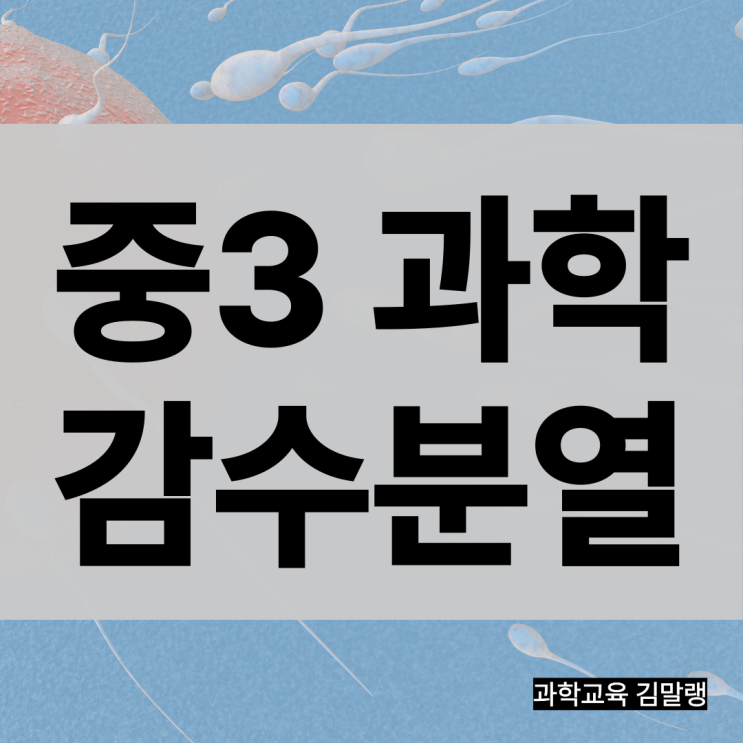 중3 과학 교과서 완벽하게 분석하기 ④ 감수 분열생식세포 분열 2가염색체 네이버 블로그