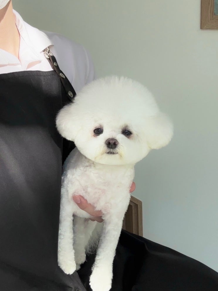 리틀플라워 말티숑 미용 전체클리핑 미용 송파 잠실 방이 석촌 오금 애견미용실 네이버 블로그