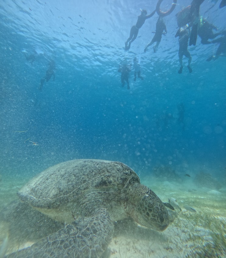 보홀 한바다호핑 발리카삭 버진아일랜드 단독 호핑 VS 단체 호핑 : 네이버 블로그