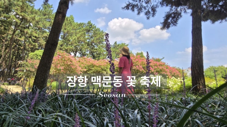 충남 서천 여행 장항 맥문동 꽃 축제 실시간 개화상황 장항송림산림욕장 가는길 주차 정보 네이버 블로그