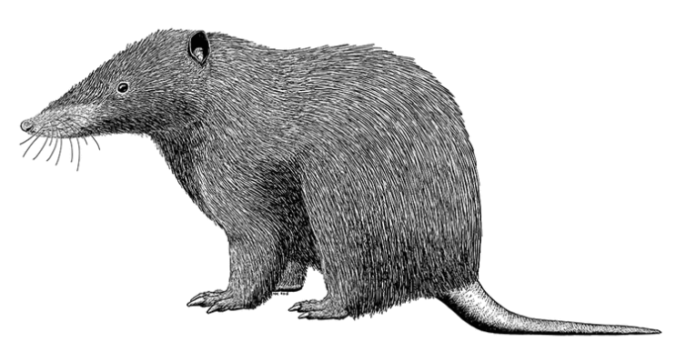 멸종 동물종류 고대 포유류종류 마다가스카르의 고대 텐렉 프레시오리크테로푸스 : 네이버 블로그