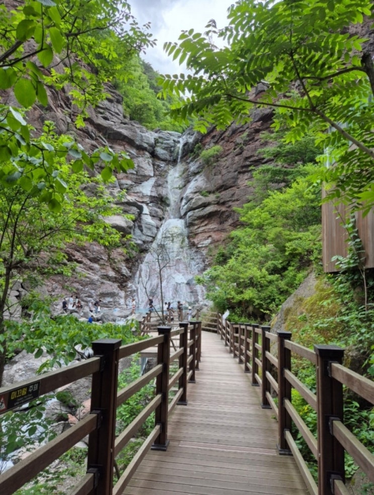 우레아크림 예약구매와 엑스트라버진 코코넛오일(할인56%)로 먹고 바르고 : 네이버 블로그