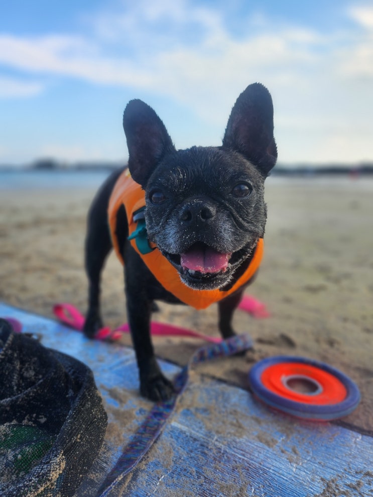 강아지의 제주 바다 수영하기 마녀의 언덕 카페 - 태웃개 - 소금막해변 : 네이버 블로그