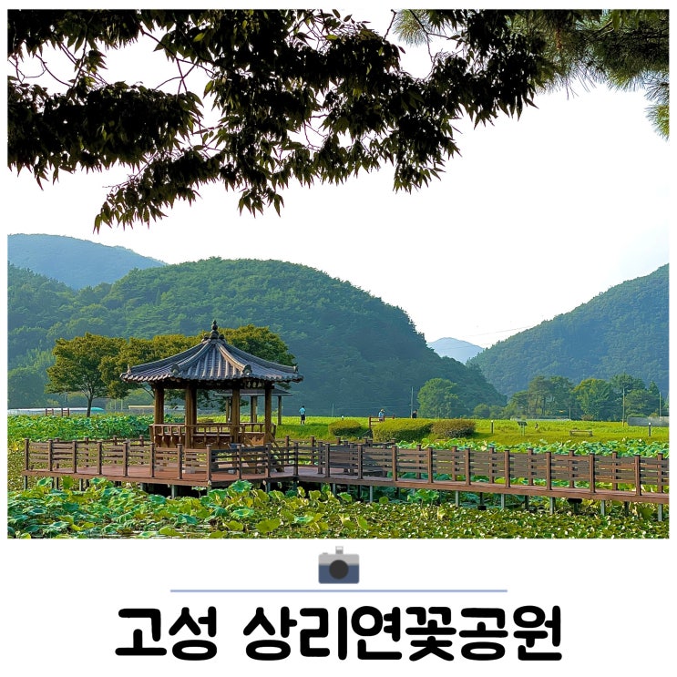 경남 고성 상리연꽃공원 가볼만한곳 연꽃명소 포토존 추천 네이버 블로그