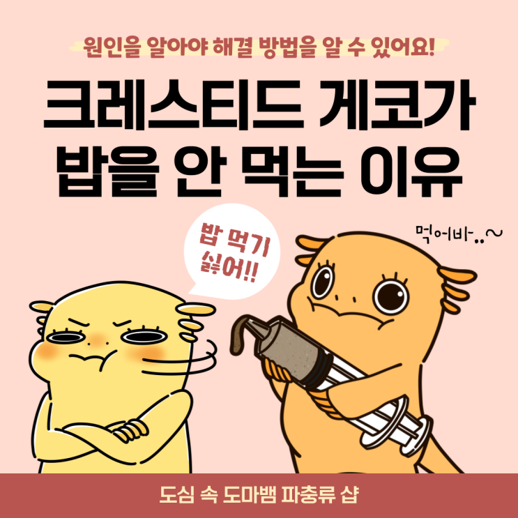 크레스티드 게코 도마뱀이 밥을 안 먹어요! 원인을 알아야 해결 방안을 알 수 있어요. 크레스티드 게코 밥 안 먹는 이유 9가지 ...